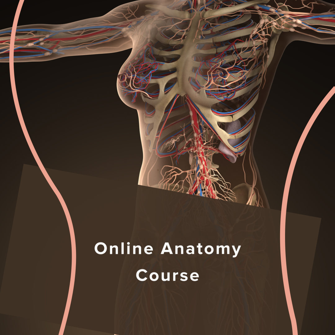 ANATOMY OF MOVEMENT COURSE - ROUX Wellness